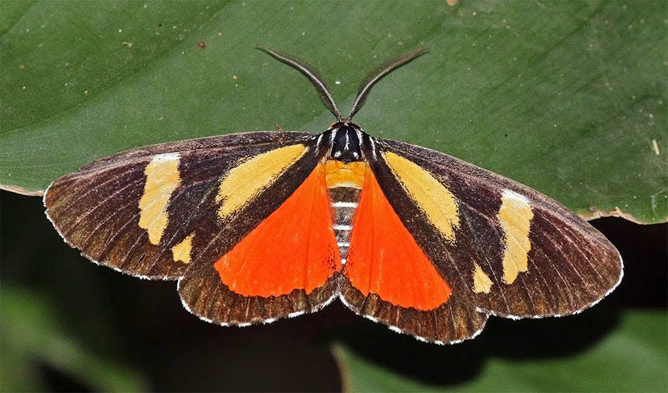 Erebidae - Moths & underwings: facts, distribution & population | BioDB